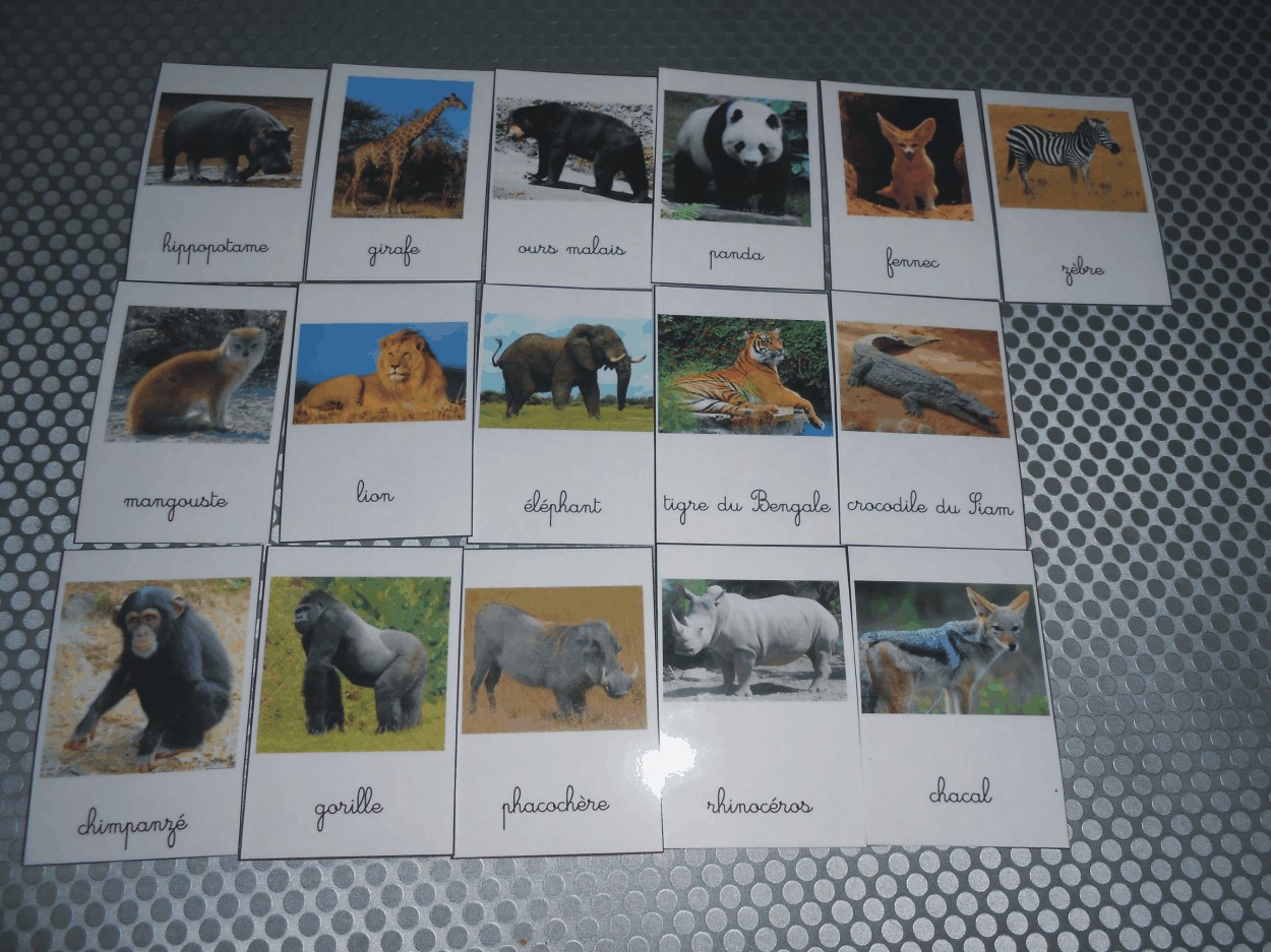 Cartes de nomenclature les animaux sauvages
